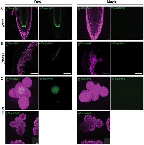 inducible cell type specific expression in arabidopsis thaliana