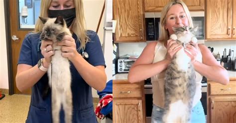 Do You Dare Attempt The Dangle Test With Your Cat