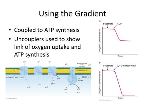 Proton Gradient Drives Atp Synthesis Stergert