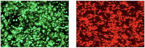 Dna转染试剂andfugene® Hd 转染试剂介绍 深圳欣博盛生物科技有限公司