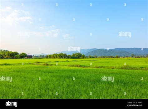 Agriculture Green Rice Field Under Blue Sky And Mountain Back At
