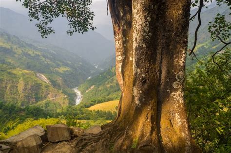Premium Photo Ancient Tree In Nepal