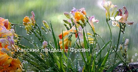 Капский ландыш — Фрезия Посадка уход выращивание Фото — Ботаничка