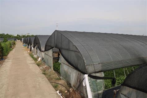 “天气太热，菜苗成片死掉”沪郊育苗基地全力保供，来购苗的货车一辆接一辆