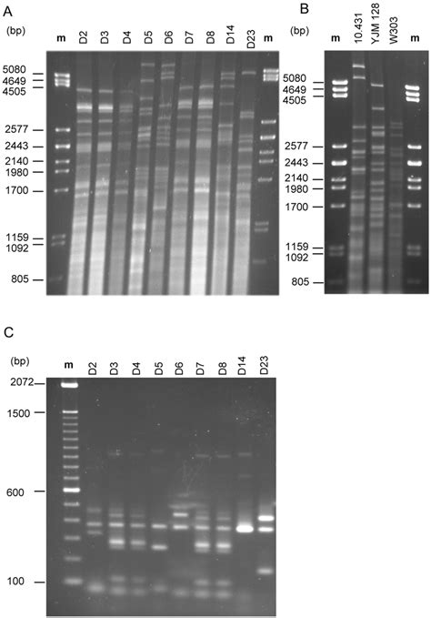 Molecular Characterization Of Yeast Strains Analyzed Hinfi Mtdna Download Scientific Diagram