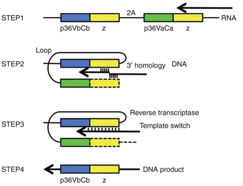 Deletion Mechanism The Recombinationdeletion Is Conceived To Occur By