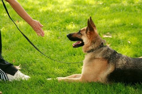 Como deve ser uma sessão de ADESTRAMENTO CANINO