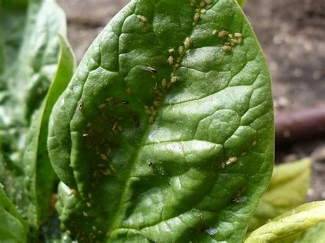 Yum…aphids The Demo Garden Blog