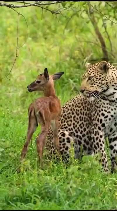 Leopards And Deer A Predator Prey Relationship Dr Hishmi Jamil