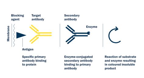 Microblot Array Mba Testline Clinical Diagnostics Sro
