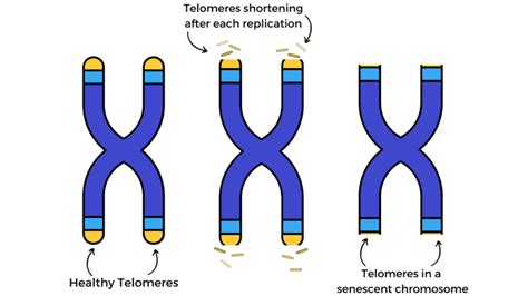 Unravelling The Mystery Of Human Telomeric Chromatin Science Ntu