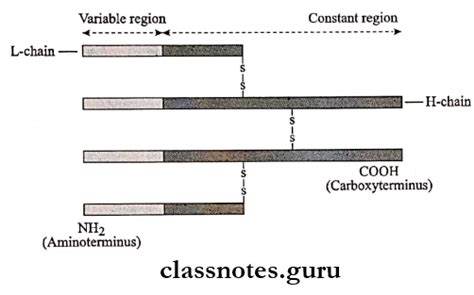 Types Of Immunoglobulins Class Notes