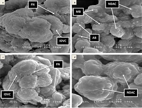 Surface Morphological Analysis Of The Differentiated Sh Sy5y Cells By