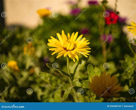 Tuinbouwkunde Wilde Gele Bloem Stock Afbeelding Image Of Buiten