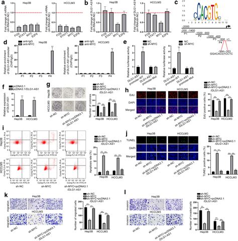 MYC Activates DLG1 AS1 Transcription To Boost HCC Cell Proliferation
