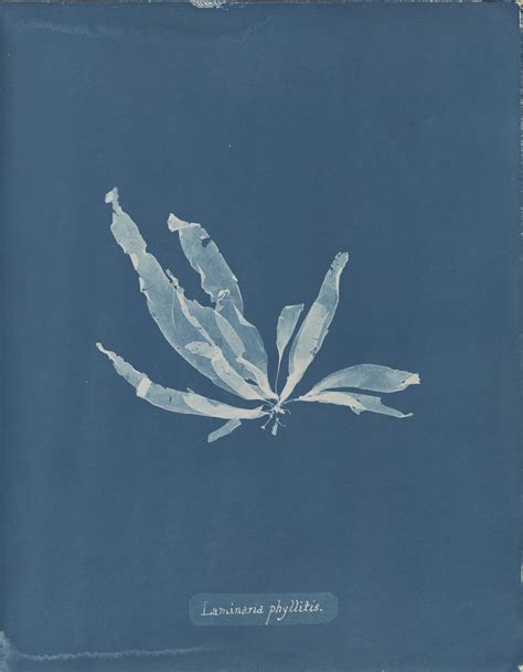 52 Man Ray Cyanotype