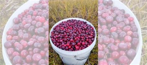 Клюква свежая купить в Санкт Петербурге Товары для дома и дачи Авито