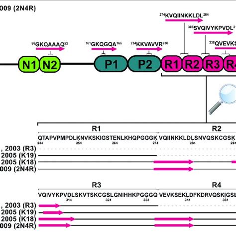 Schematic Representation Of Tau Monomer Regions With Preference For Download Scientific