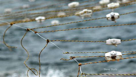 Gull Exclusion Grid Thousand Islands Land Trust