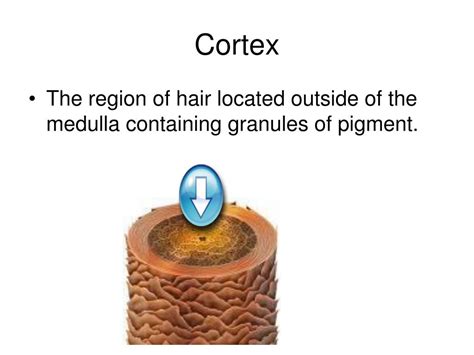 Ppt Forensic Vocabulary Powerpoint Presentation Free Download Id