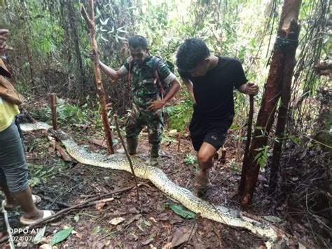 mother killed and half swallowed by 30ft python news world metro news