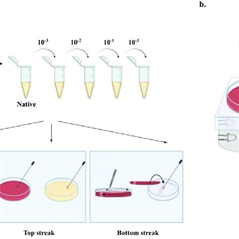 summary of experimental design and imaging setup illustration of
