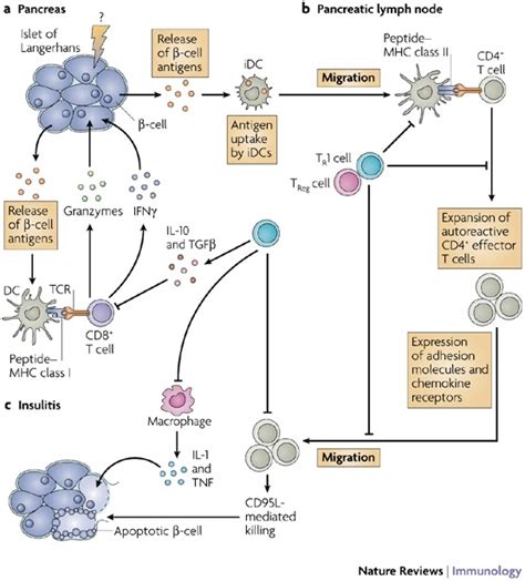 Diabetes Mellitus Type 1 Pathogenesis