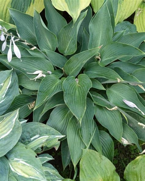 How Much Shade Does A Hosta Need World Of Garden Plants