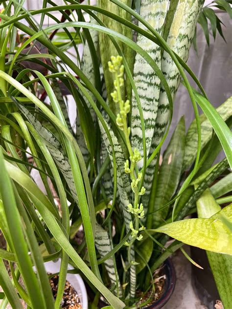 何年振りかの開花 文京区湯島にある癒やしタニア