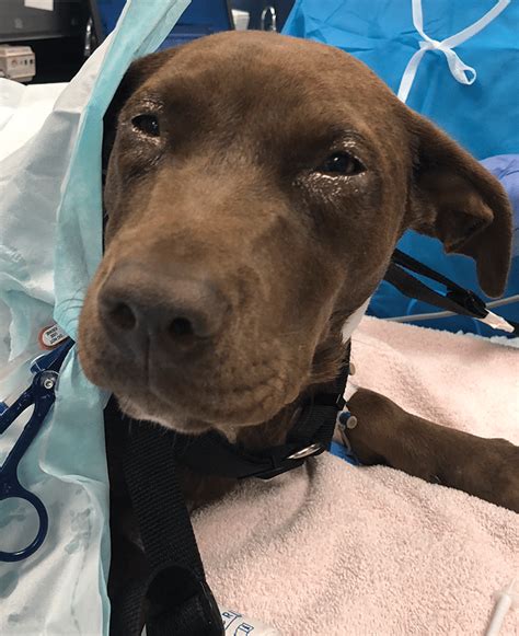 Leptospirosis In Dogs The Keys To Diagnosis And Treatment