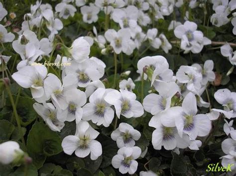 Ljubičica Viola Odorata Biovrt U Skladu S Prirodom