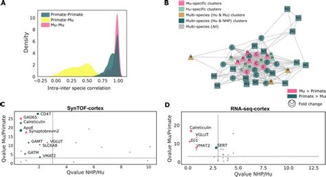 Divergence In Presynaptic Molecular Signatures Between Primate And Mu