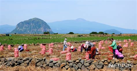 ニンニクの収穫で大忙し済州 Chosun online 朝鮮日報