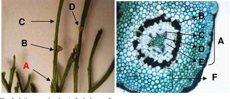 Figure 3 From Systematic Condition Of Psilotum Singh Et Al 2003
