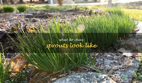 A Visual Guide To Chive Sprouts What Do They Look Like Shuncy