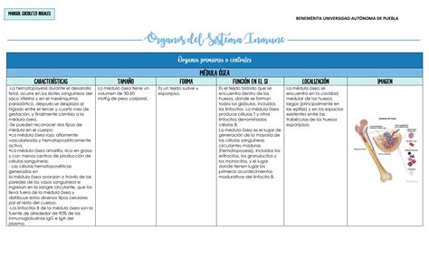 SOLUTION Rganos Del Sistema Inmune 1 Studypool