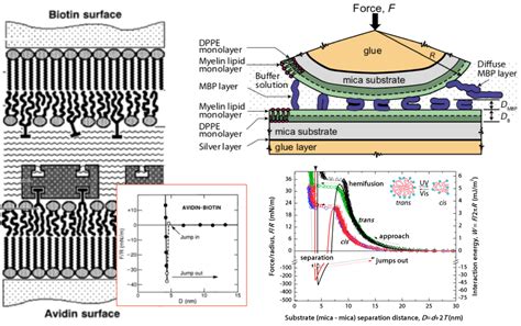 Surforce Library Surface Forces Apparatus Research
