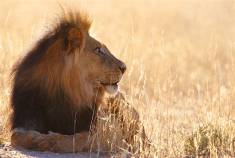 Lion Panthera 사자자리 않는 갈기에 대한 스톡 사진 및 기타 이미지 갈기 고양잇과 노랑 Istock