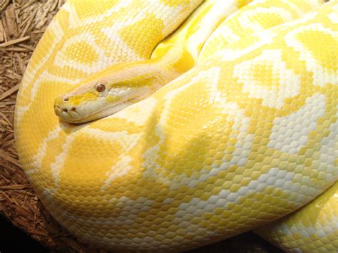 14 Foot Brumese Python Found In Florida Shed Giant Snake Was Eating