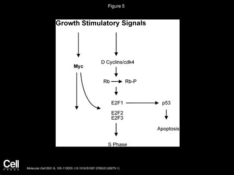 Myc Requires Distinct E2f Activities To Induce S Phase And Apoptosis