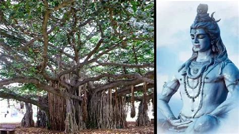 ஆரோக்கியம் தழைத்தோங்க உதவும் ஆலமரம் Aram Online