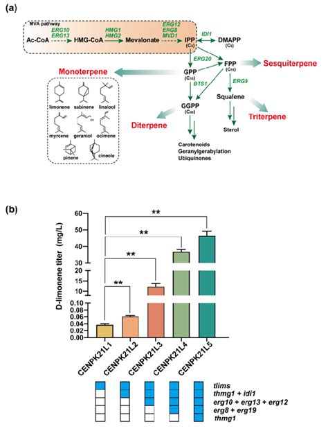 Stepwise Increase In D Limonene Production Through The Enhancement Of