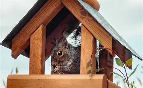 How To Stop Squirrels Eating Bird Food Richard Jackson Garden