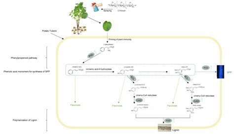 Foliar Spraying Of Chitosan Accelerated The Deposition Of Suberin Download Scientific Diagram
