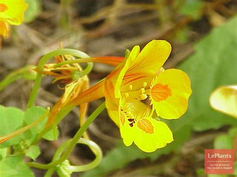 Настурция малая (Tropaeolum minus) — описание, выращивание, фото | на ...