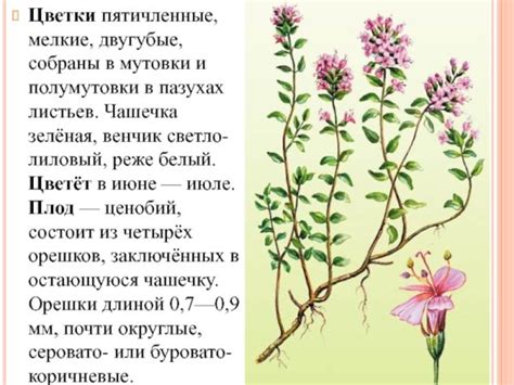 Тимьян рисунок (36 фото)