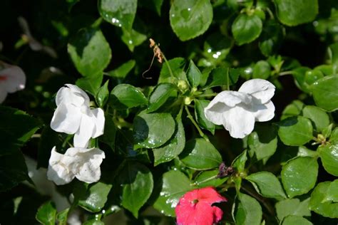 Why Are My Impatiens Wilting 4 Common Causes The Practical Planter