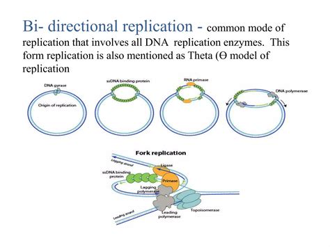 Replication In Prokaryotes Pptx