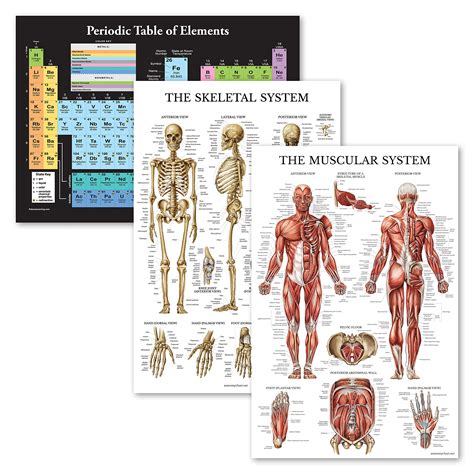 Buy 3 Pack Periodic Table Of The Elements [black] Muscular And Skeletal System Anatomy Charts