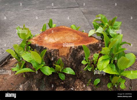 Stump Of A Cut Down Century Old Tree Logging Leaves Growing Around Environmental Degradation
